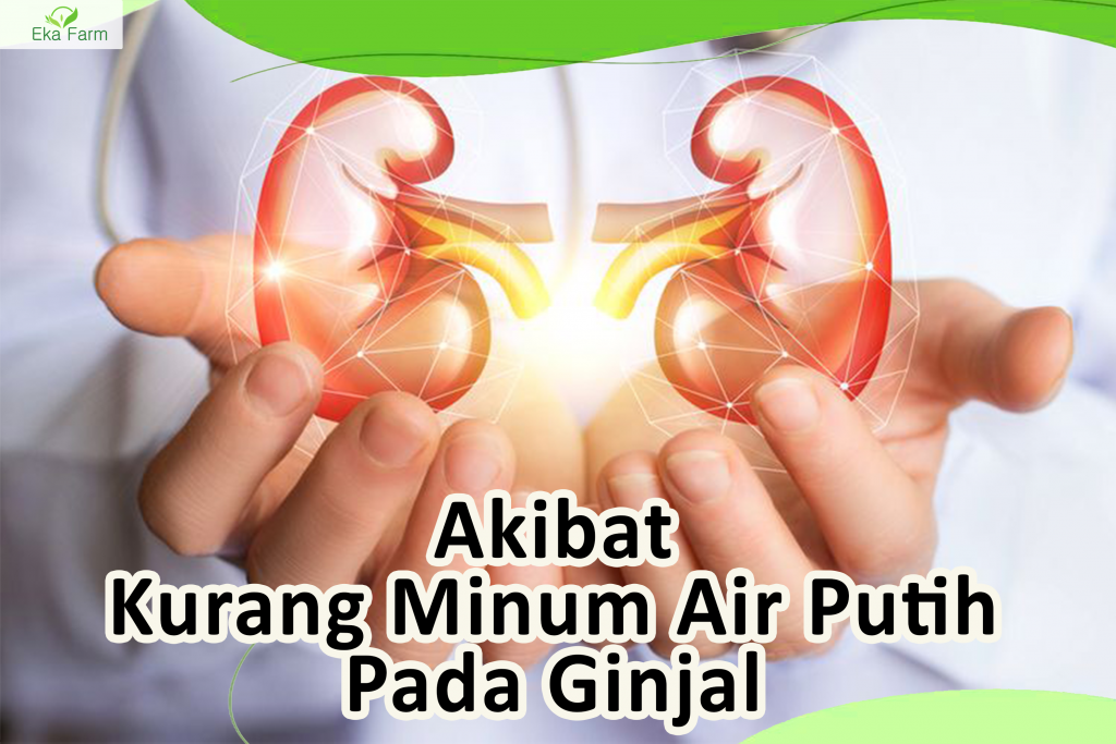 Akibat Kurang Minum Air Putih Pada Ginjal yang Tidak Boleh Diabaikan ... Akibat Kurang Minum Air Putih Pada Ginjal yang Tidak Boleh Diabaikan ...